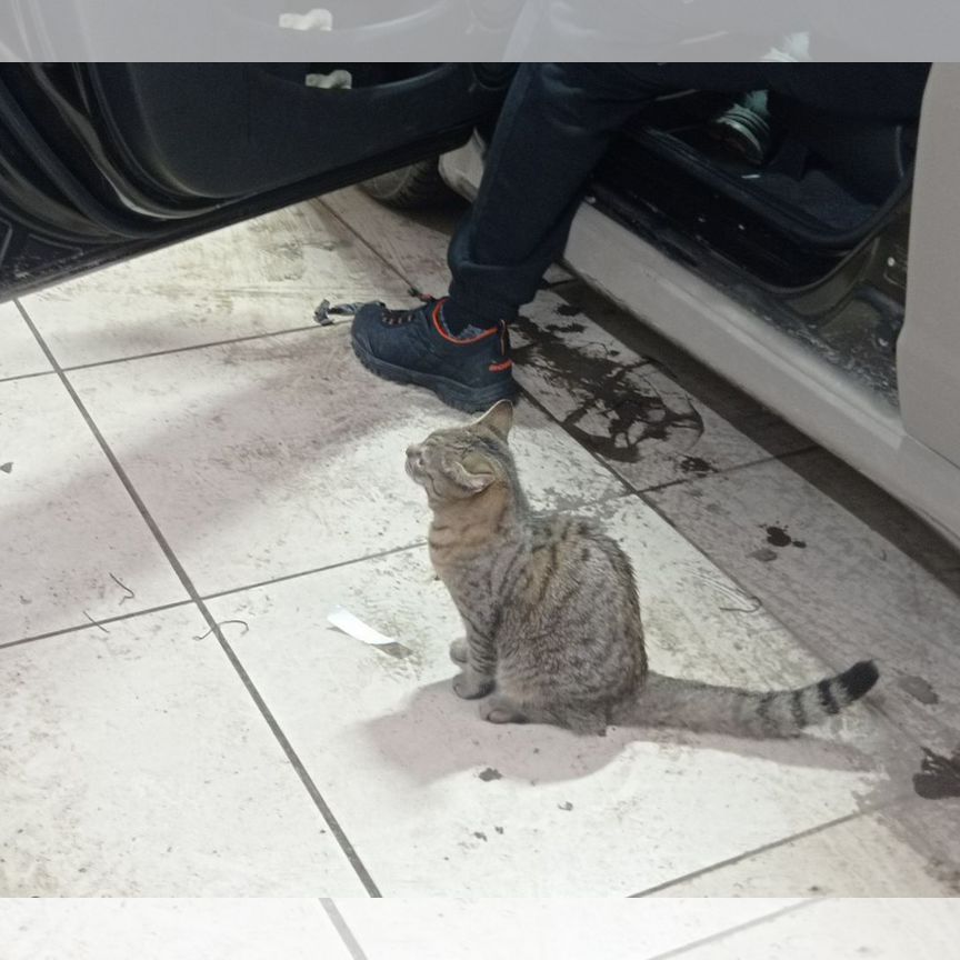 Котёнок в добрые руки