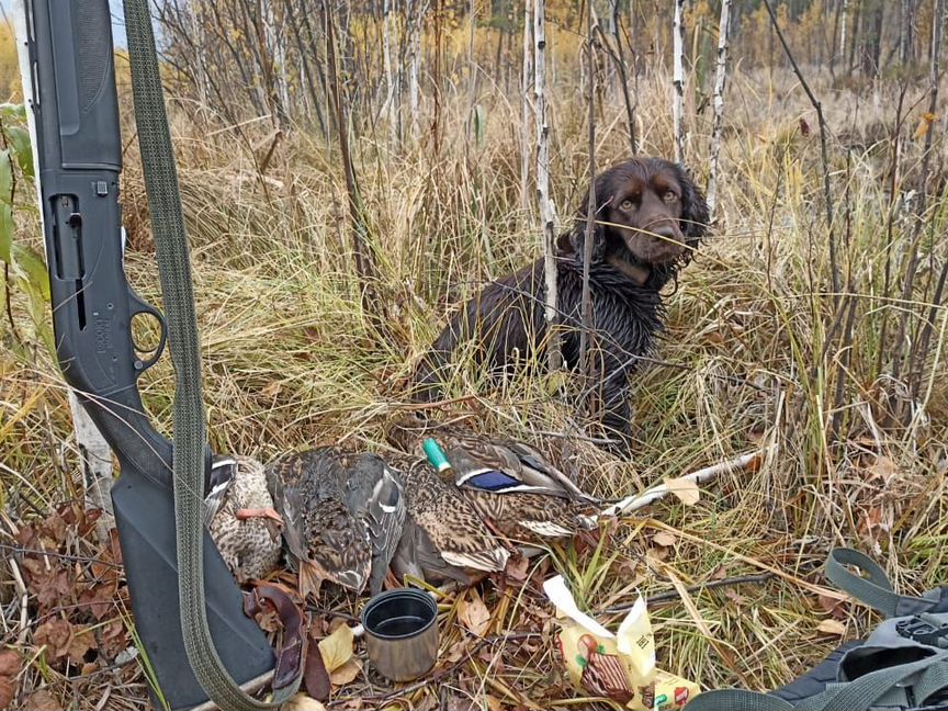 Нужна невеста.Русский охотничий спаниель