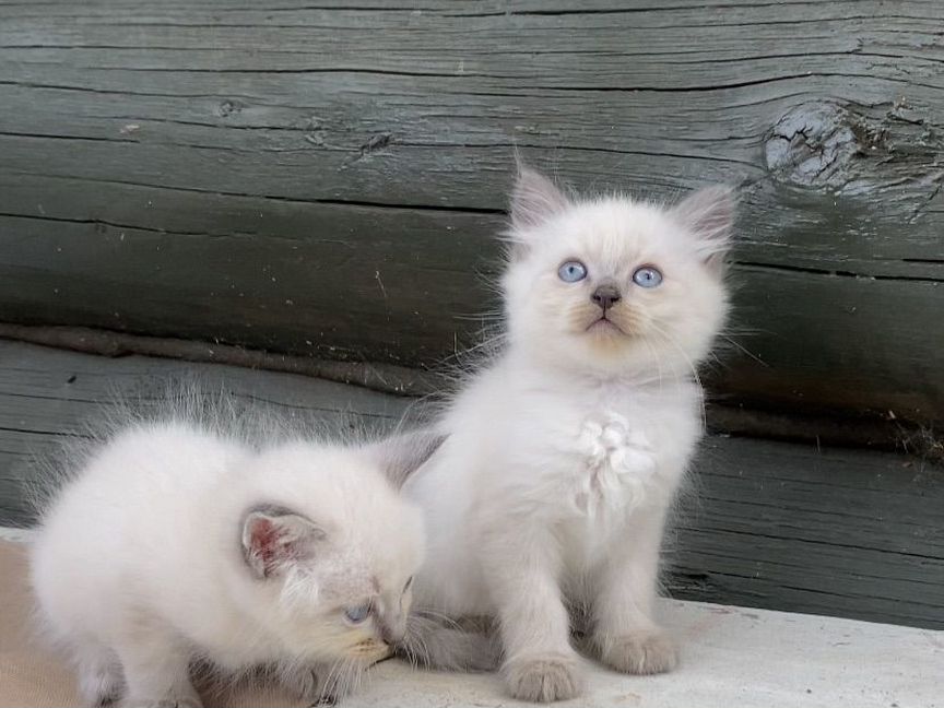 Котята