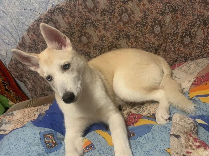 Отдам собаку в добрые руки