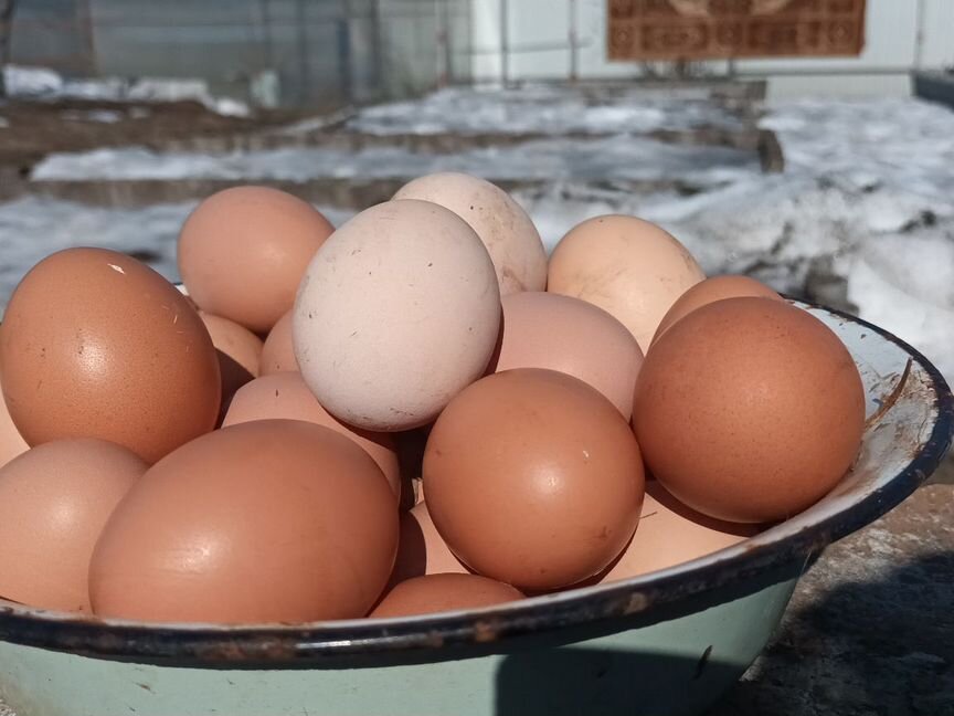Домашние куриные яйца