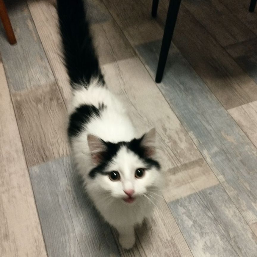 Котёнок в добрые руки