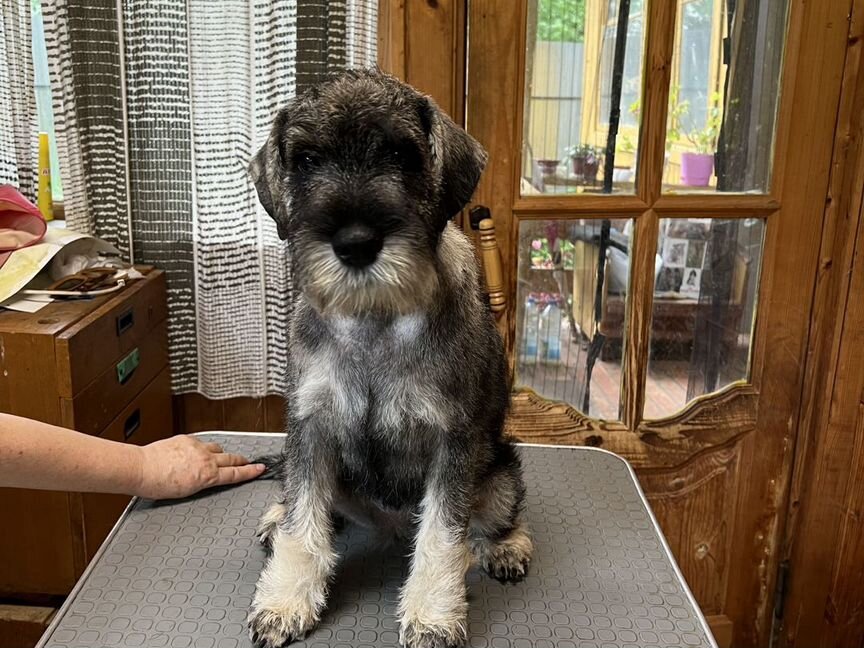 Щенок шнауцера