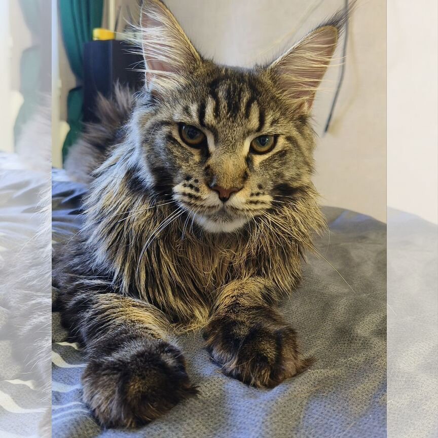 Мейн-кун котёнок