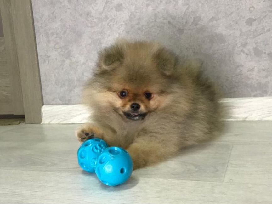 Мини шпиц (документы)