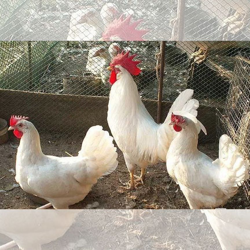 Несушки 11 месяцев разных пород