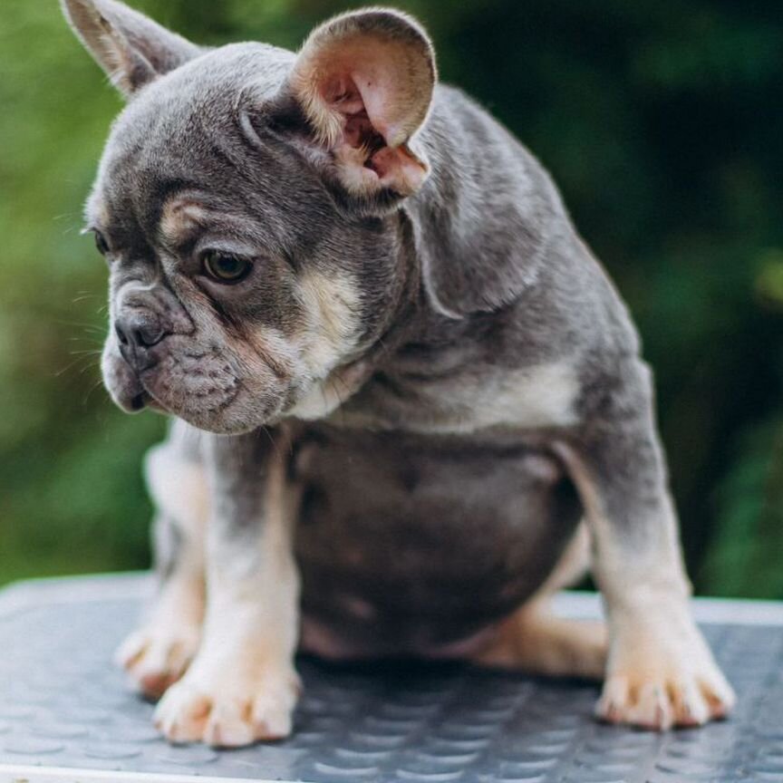Французский бульдог, щенок