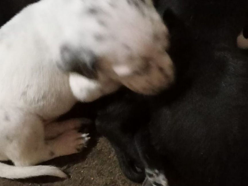 Собака долматинец