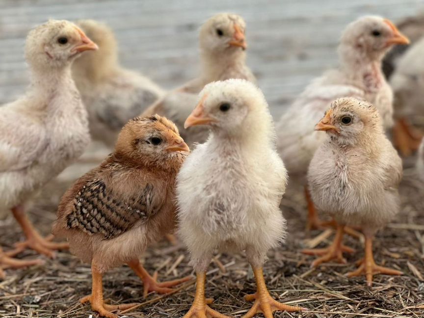 Цыплята