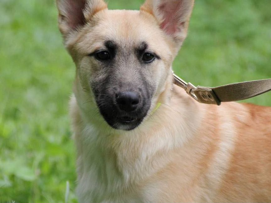 Щенок 4 месяца