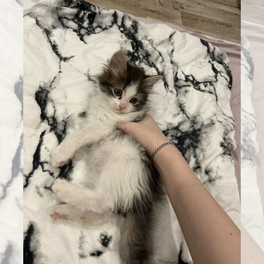 Котёнок в добрые руки