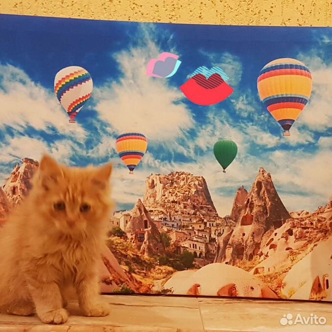 Котенок рыжий лев очень шустрый