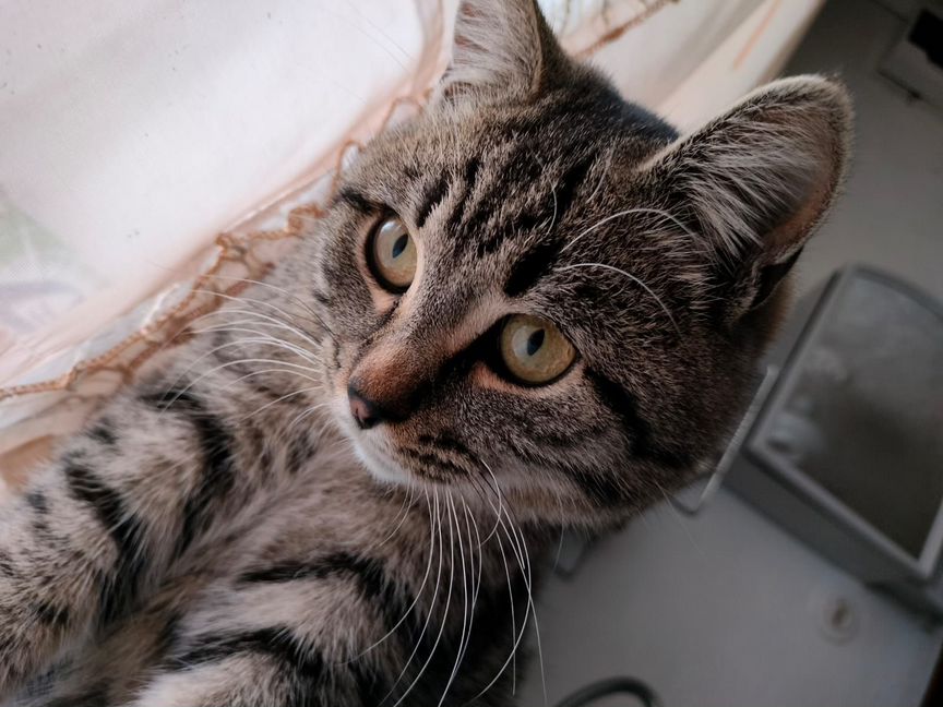 Курильский бобтейл