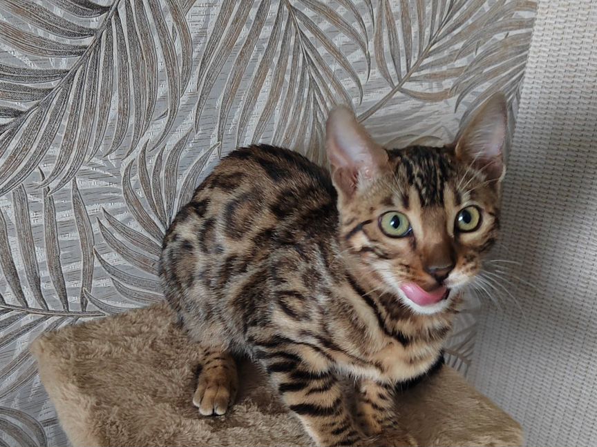 Продам котенка бенгала(девочка)