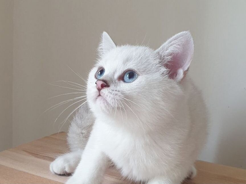 Британские котята короткошерстные