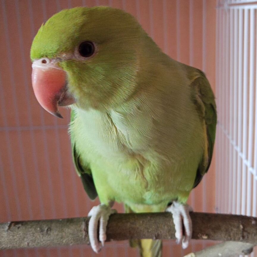 Ожереловый попугай (Кольчатый)