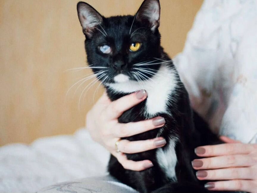 Нежный котик Пират