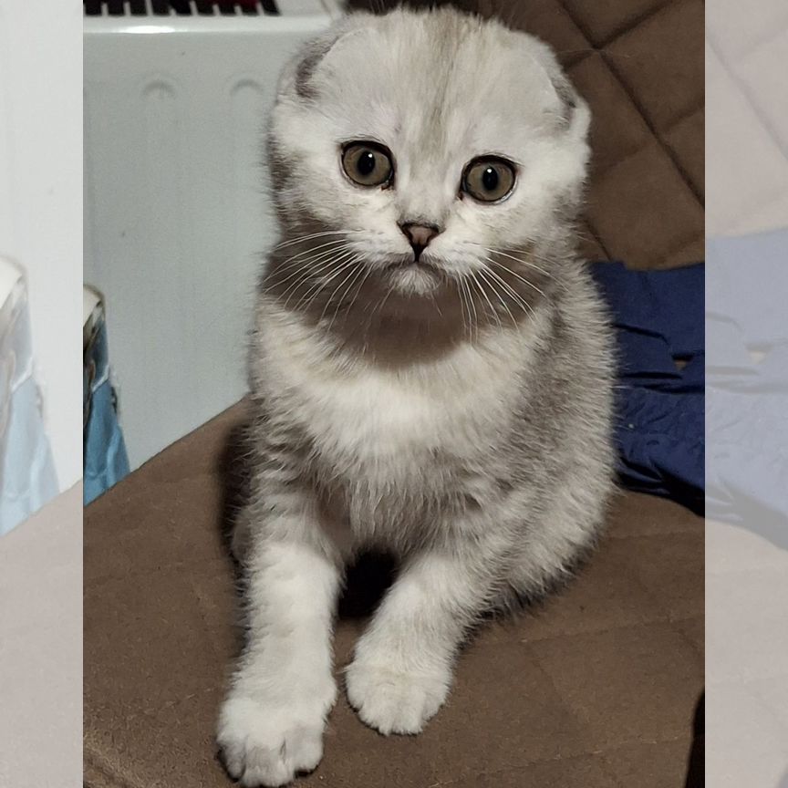 Шотландский вислоухий короткошёрстный котёнок