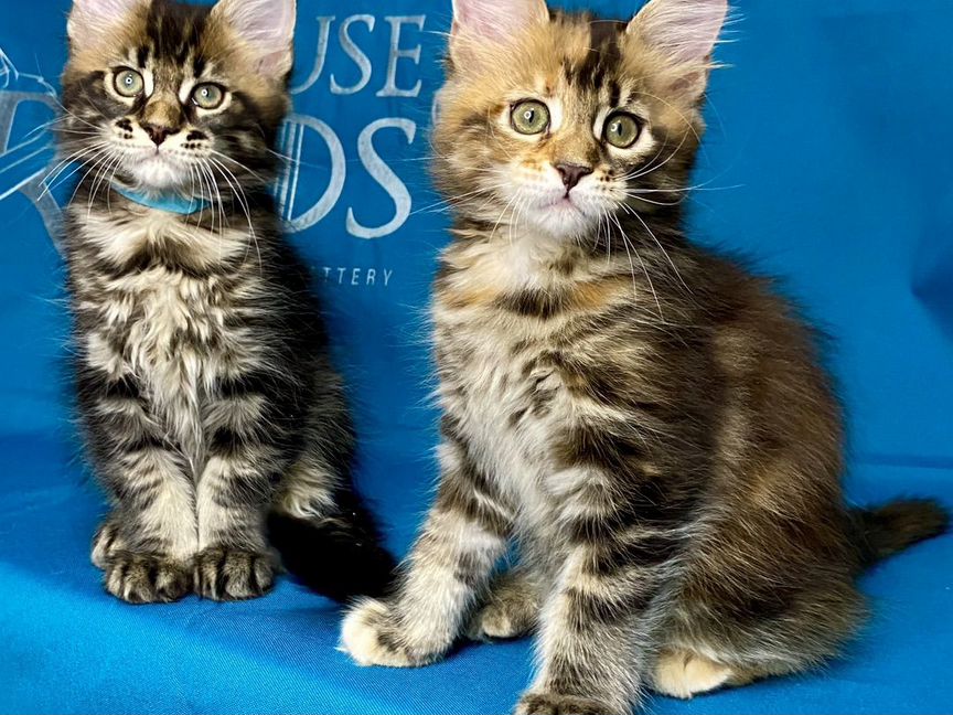 Котята мейн-кун "под ключ"