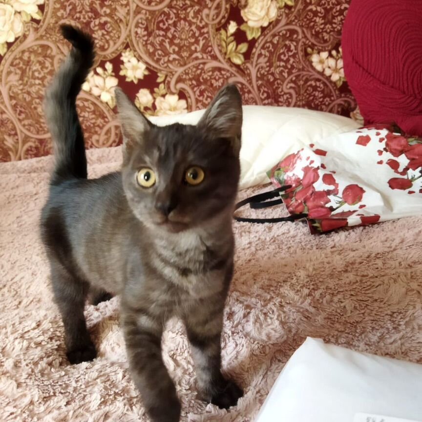Котенок