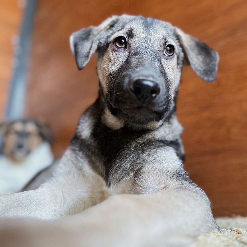 Щенок в добрые руки