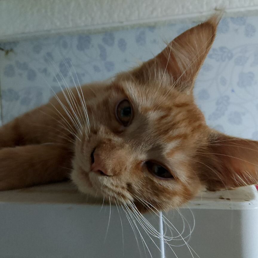 Котик мейн-кун