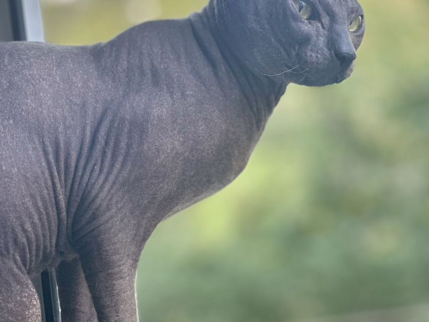 Ищем невесту