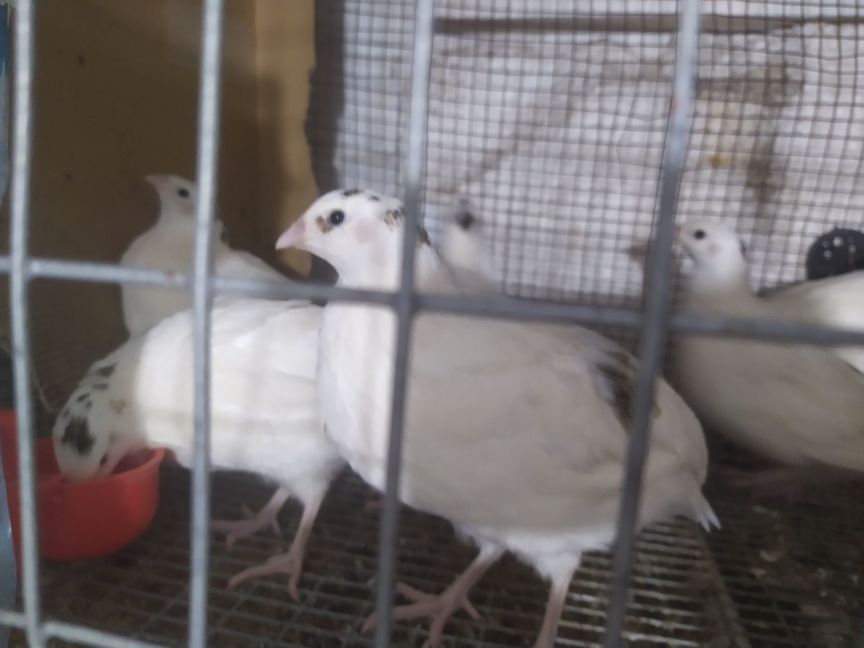 Молодые перепела техасцы