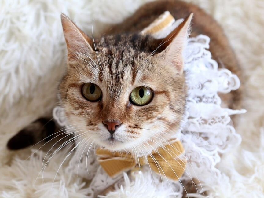 Кошка 8 месяцев