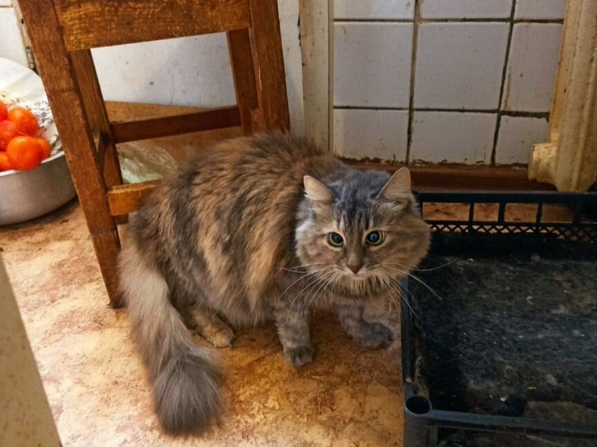 Кошечка в добрые руки