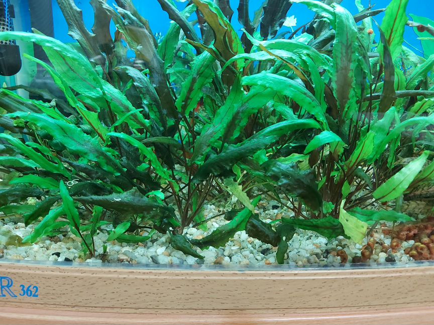 Криптокорина вендта