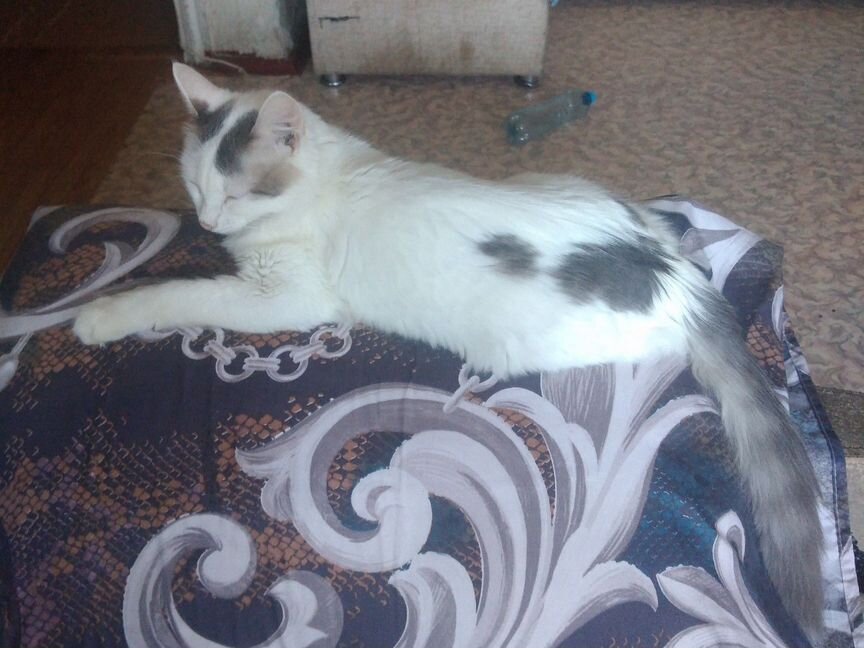 Кот