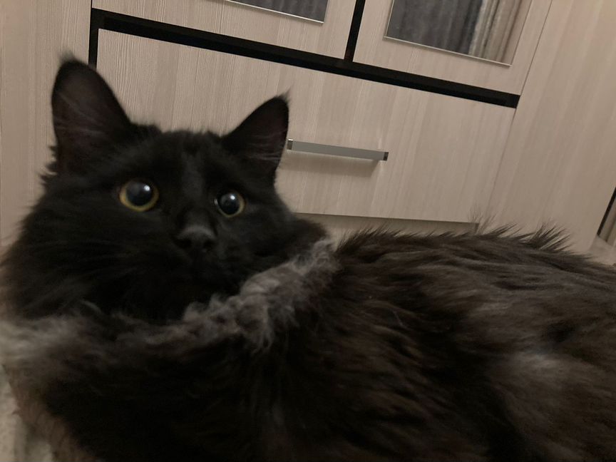 Кошка Бусинка