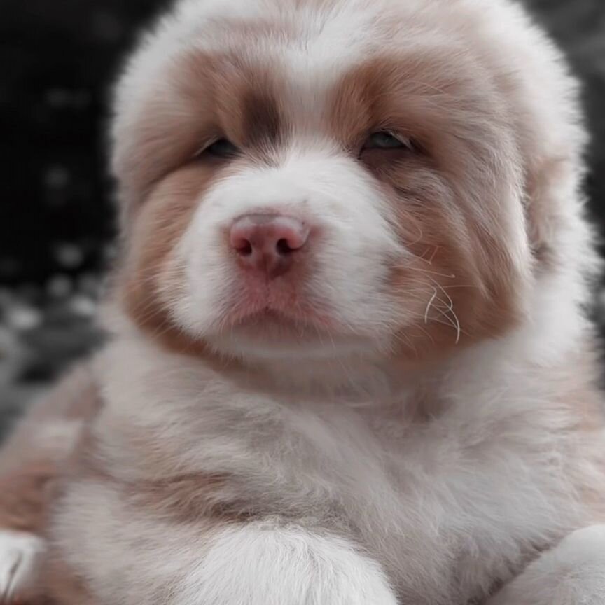 Австралийская овчарка.Аусси