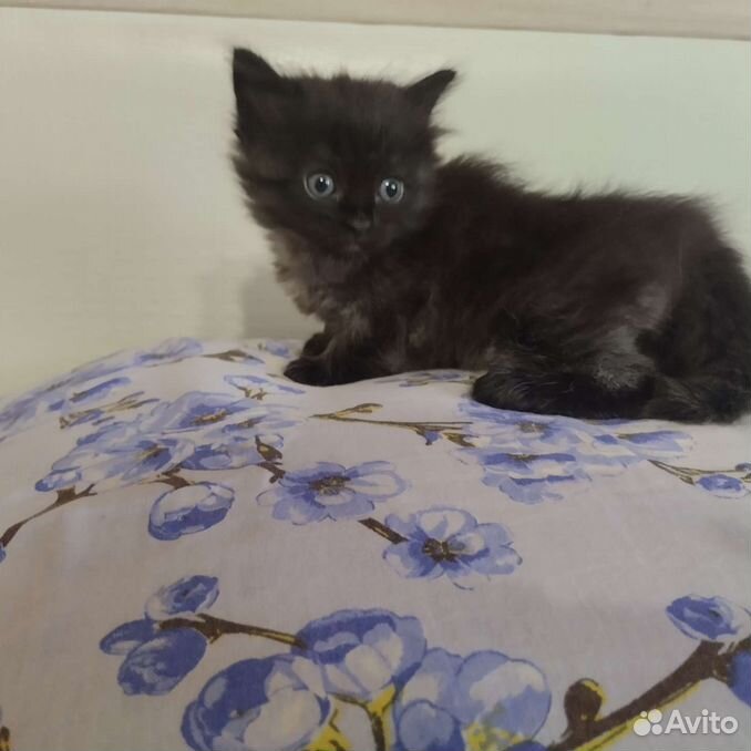 Шотландский котенок дымчатый