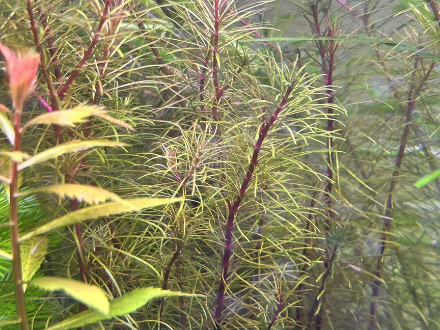 Ротала валлиха