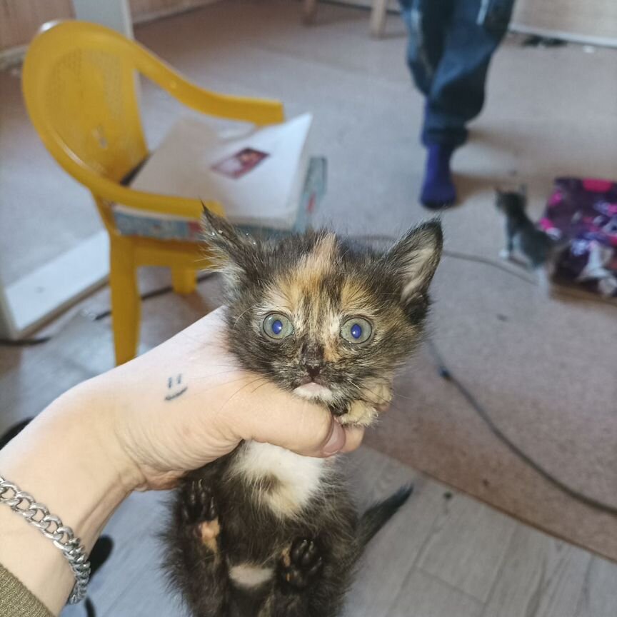 Отдам бесплатно