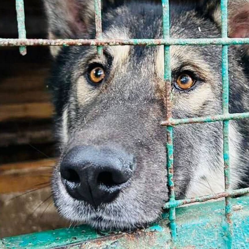 Взрослый пёс в добрые руки