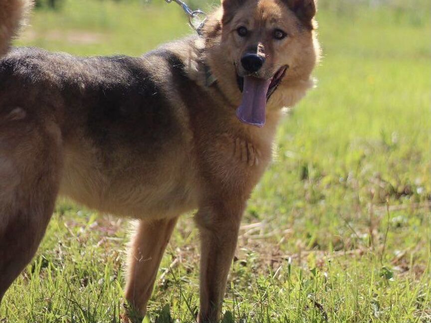 Собака кобель в добрые руки