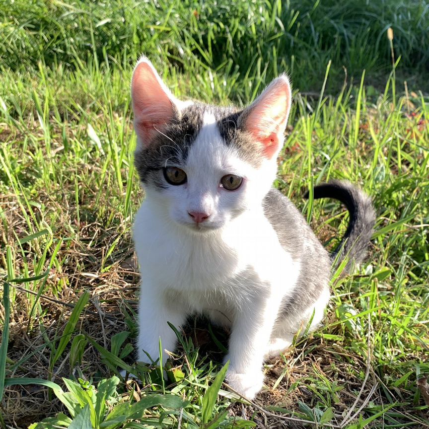 Отдам котят в добрые руки