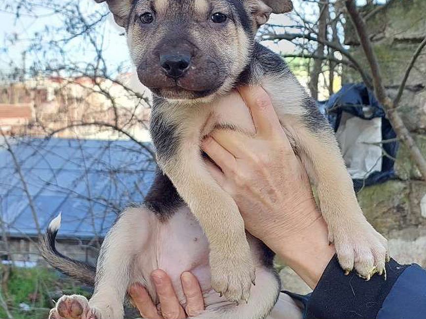 Щенок в добрые руки бесплатно