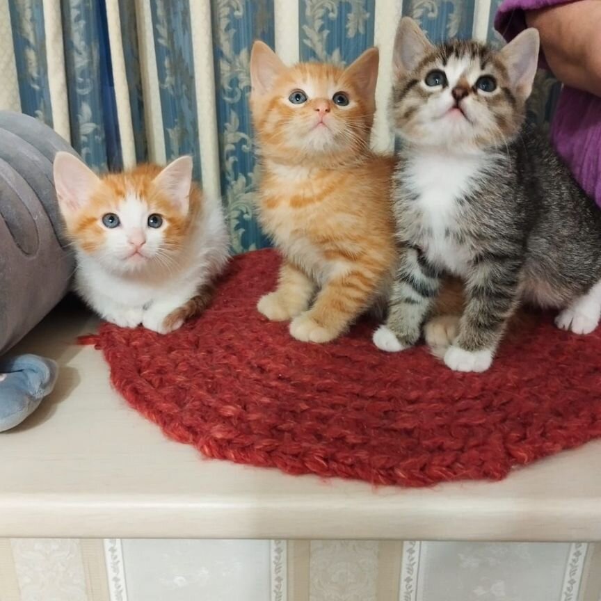 Котята 1,5 мес в добрые руки