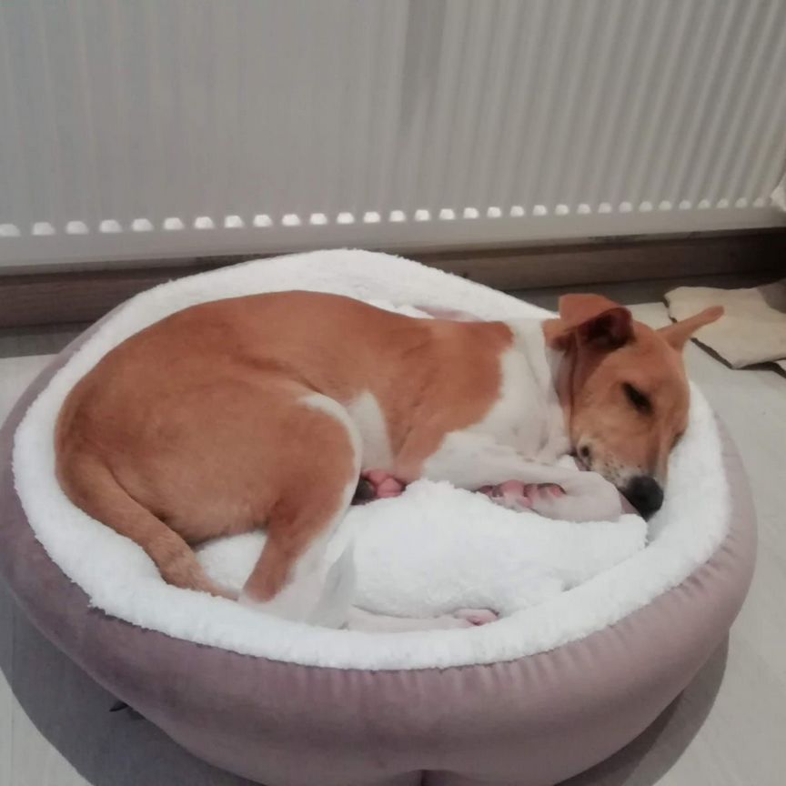 Лежанка для собаки /кошки