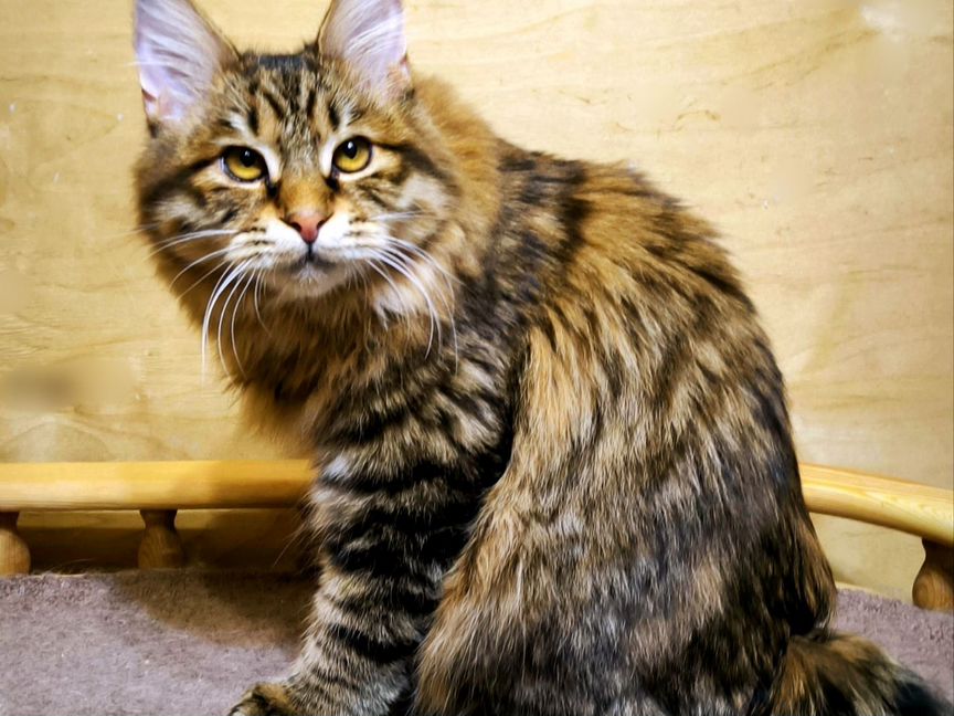 Котик, 7 месяцев