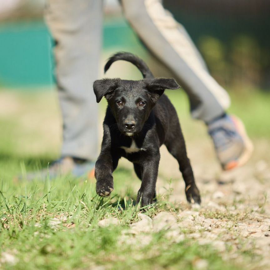 Щенок в добрые руки бесплатно