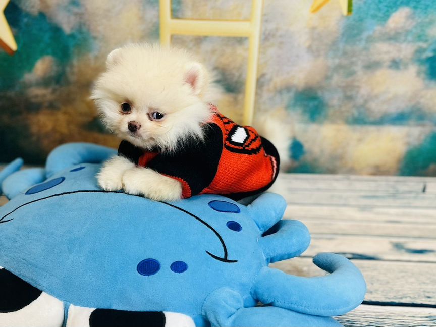 Шпиц micro гном