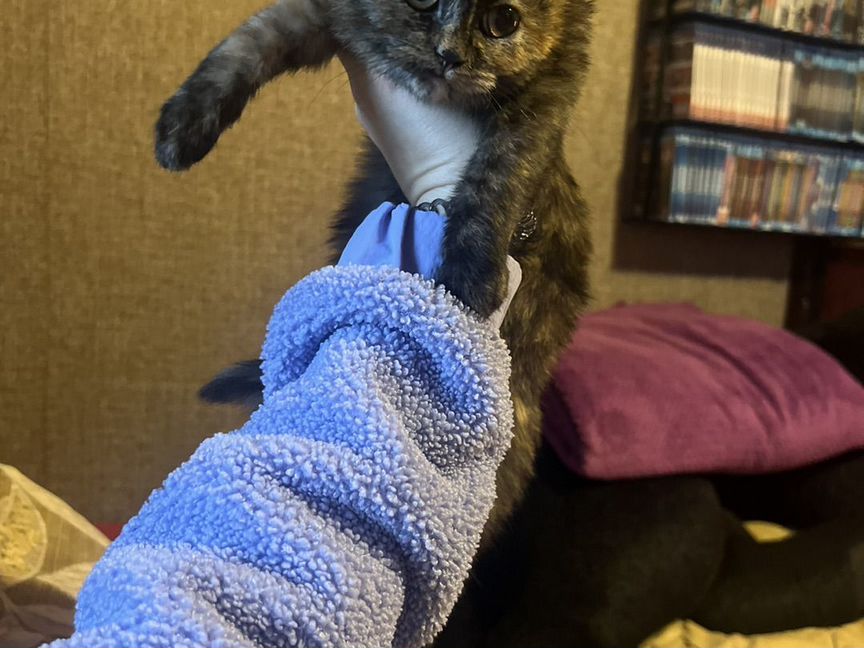 Котенок