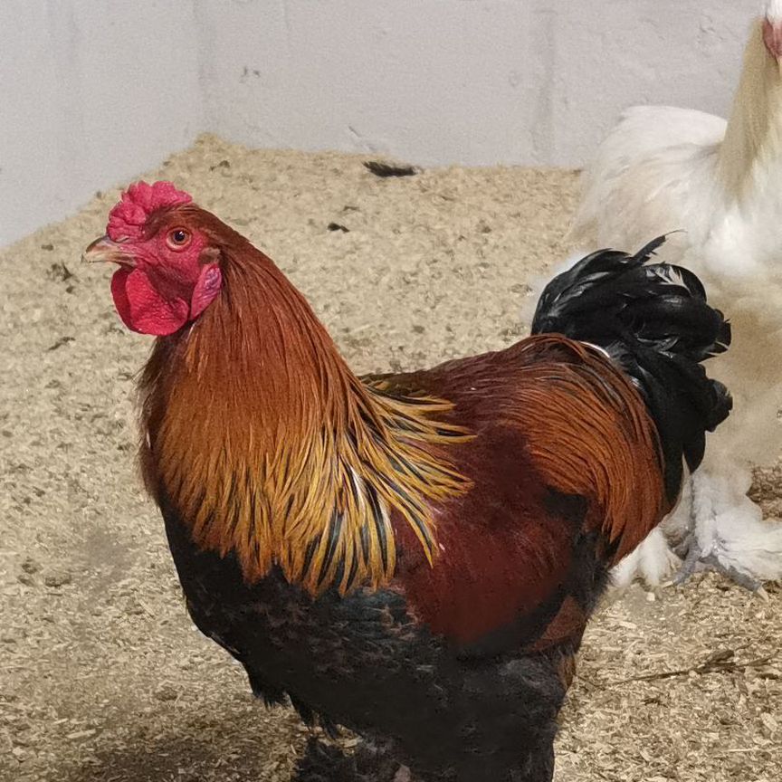 Петух брама