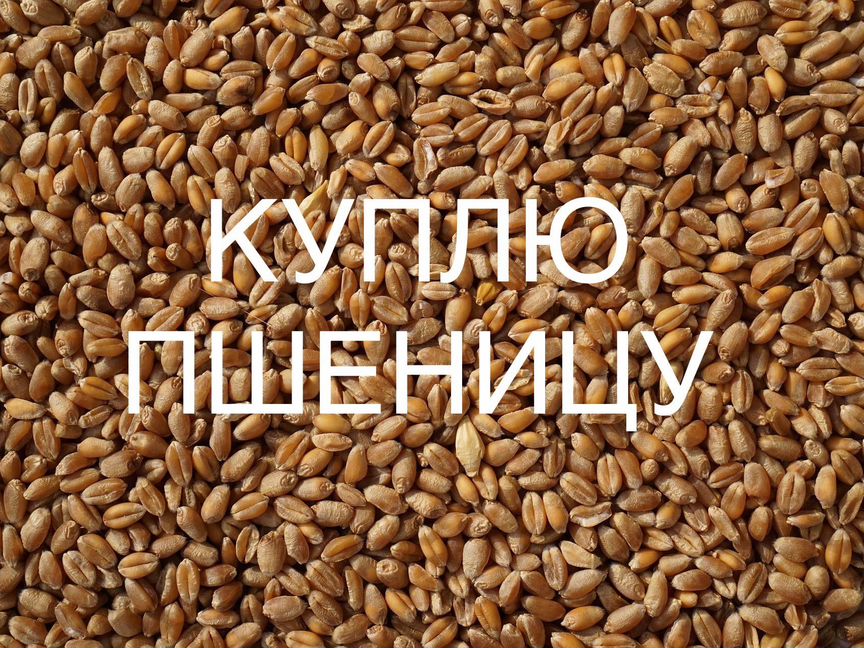 Пшеница