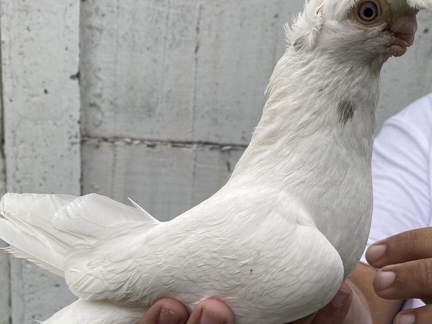 Голуби узбекские